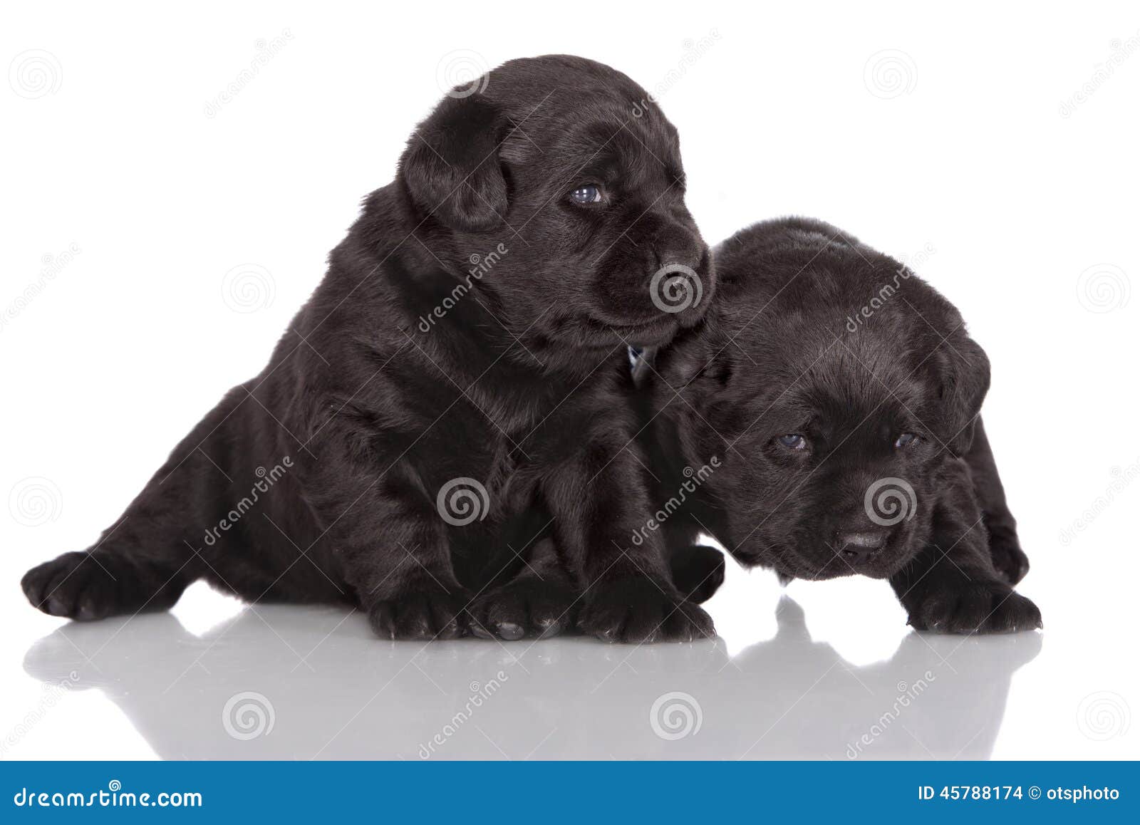 Two Black Labrador Retriever Puppies Stock Photo - Image of canine ...