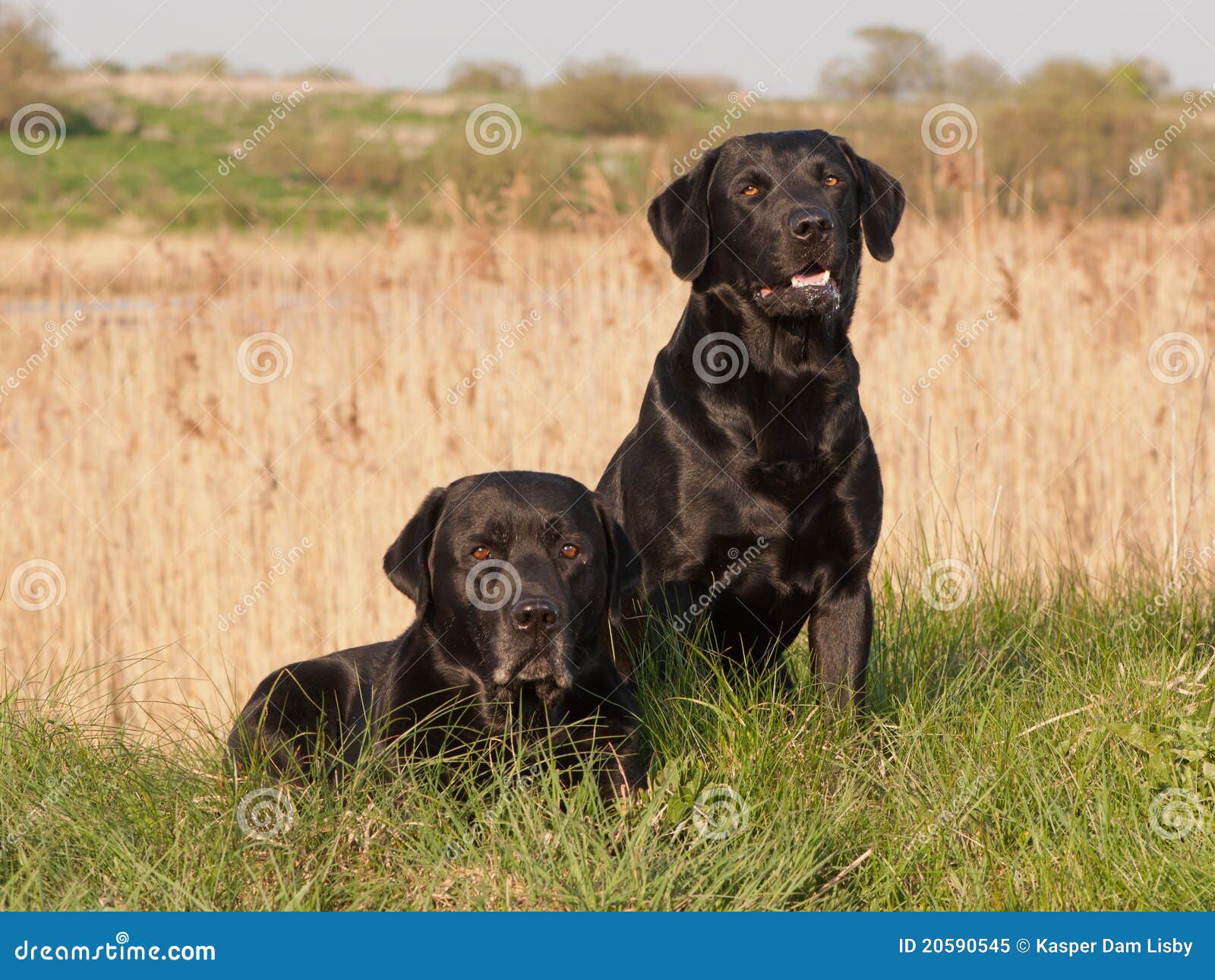 Two Black Labrador Retrievers Stock Image - Image of gundogs, retirever ...