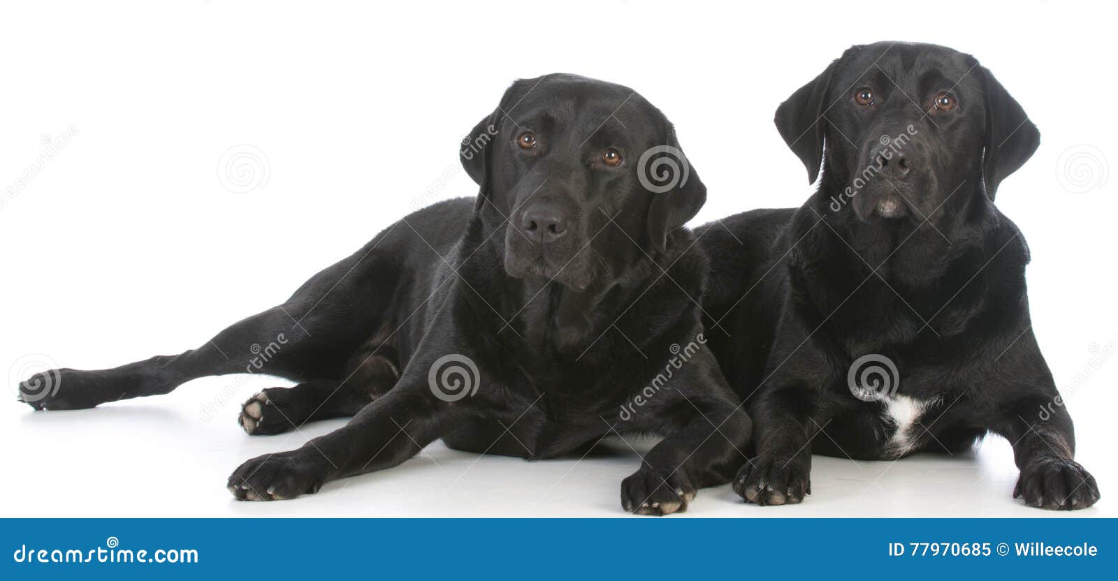 Two Black Labrador Retrievers Stock Image - Image of black, retreiver ...