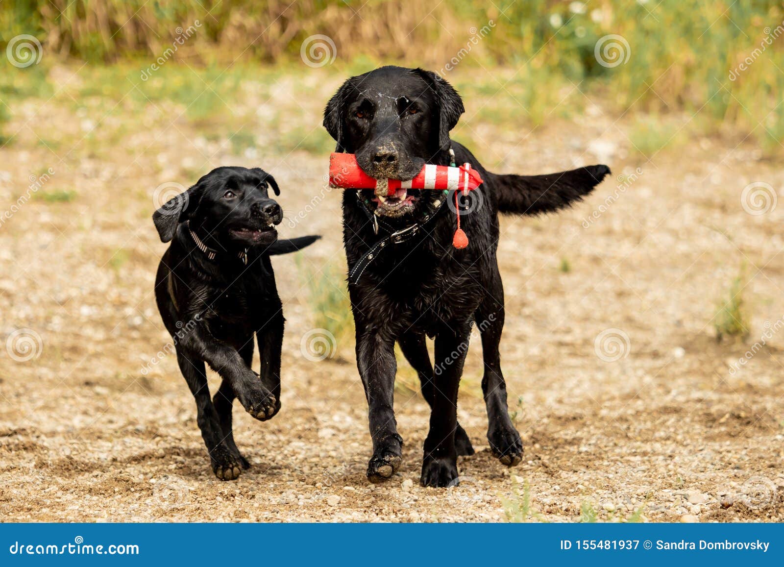 Two Black Labrador Retrievers Play Together Stock Image - Image of ...
