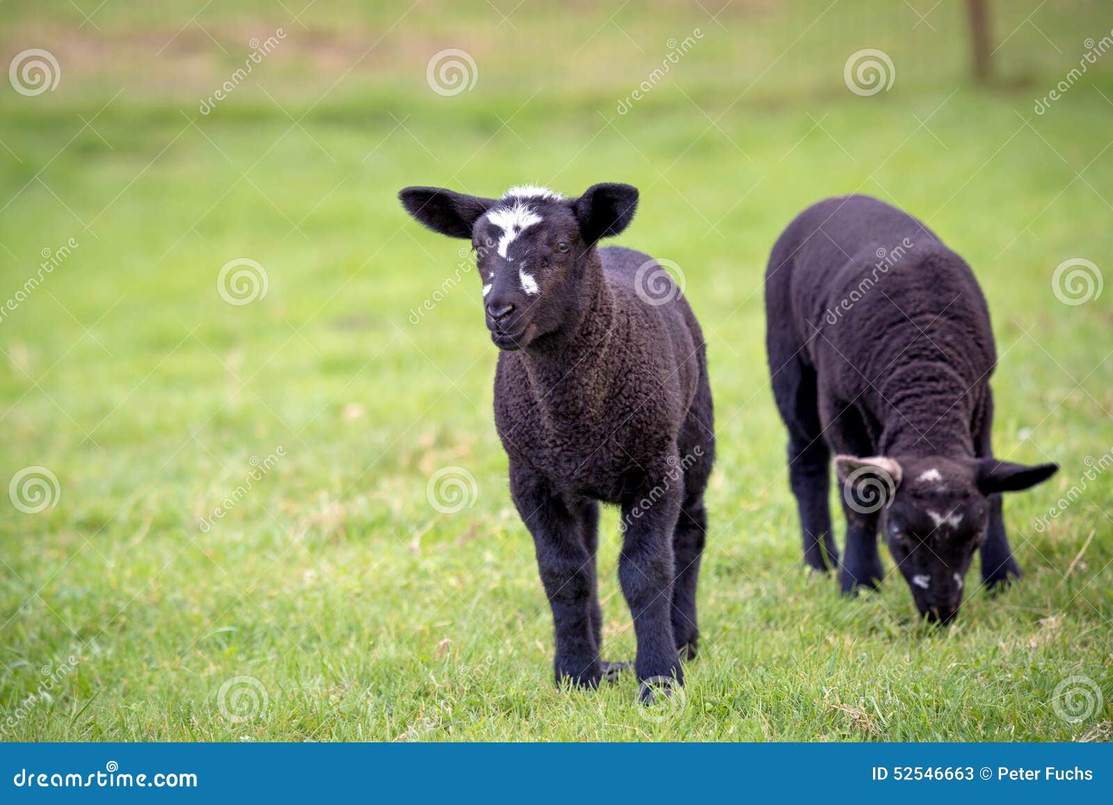 Two black lamb stock image. Image of dark, young, field - 52546663