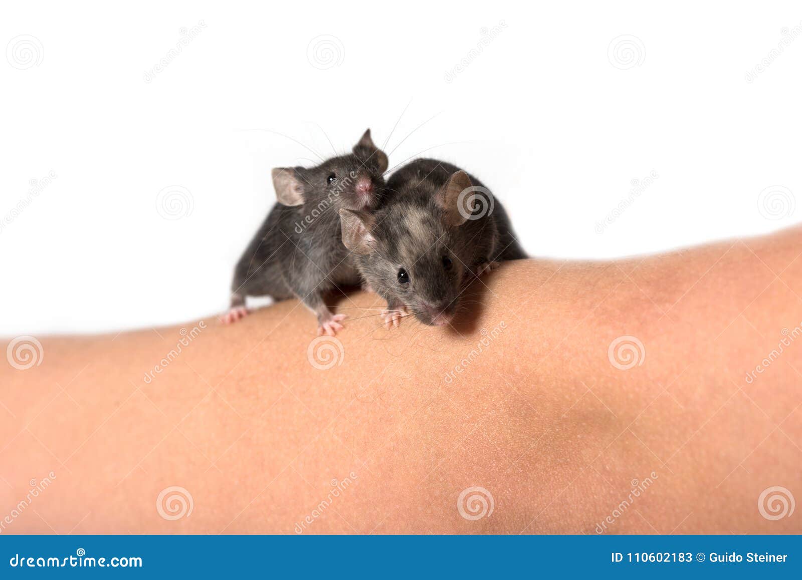 Two Black Mice Sitting on a Arm - Isolated on White Stock Image - Image ...
