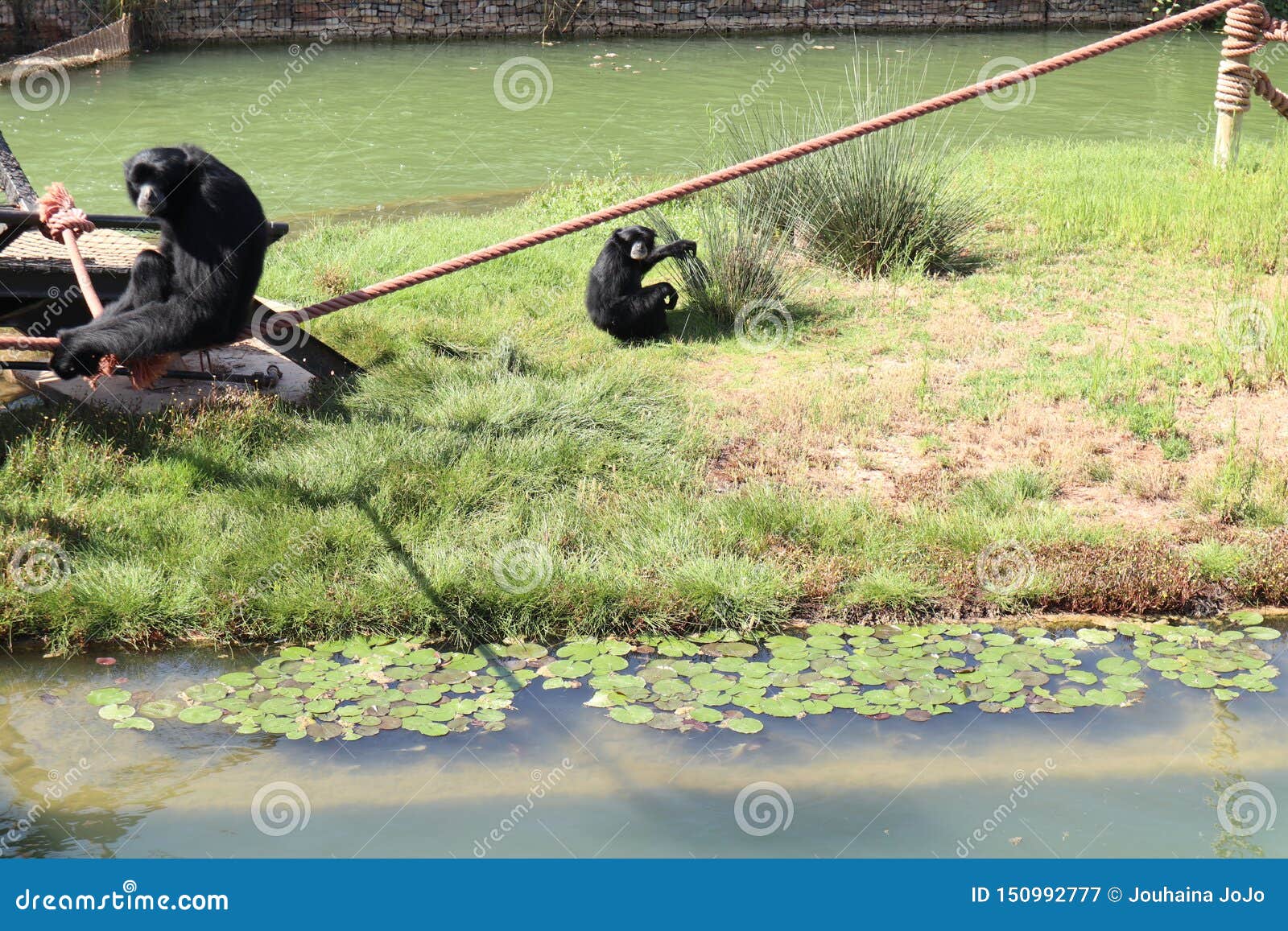 Two Black Monkeys Looking at Camera Stock Image - Image of camera ...