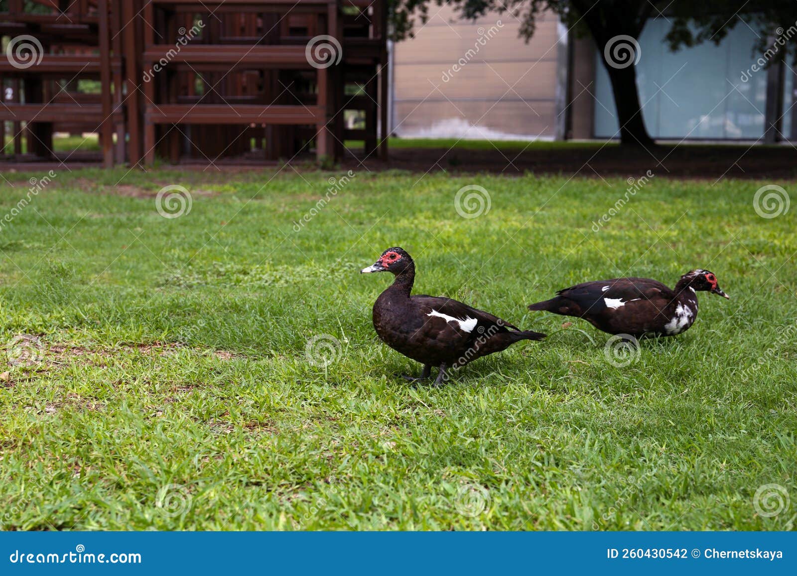 Two Black Muscovy Ducks on Green Lawn Stock Photo - Image of ...