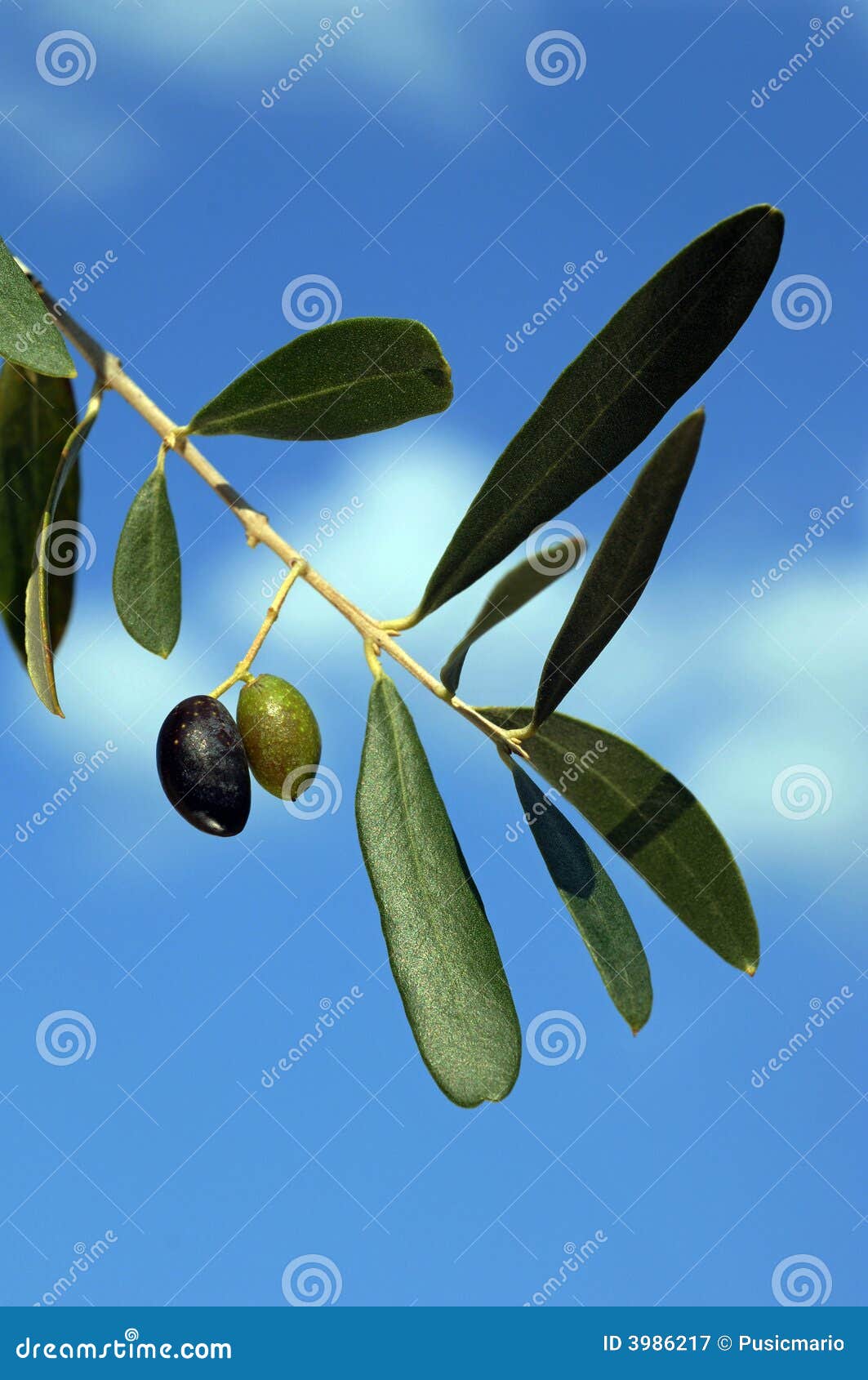 Two Black Olives on Branch with Leaves Stock Image - Image of green ...