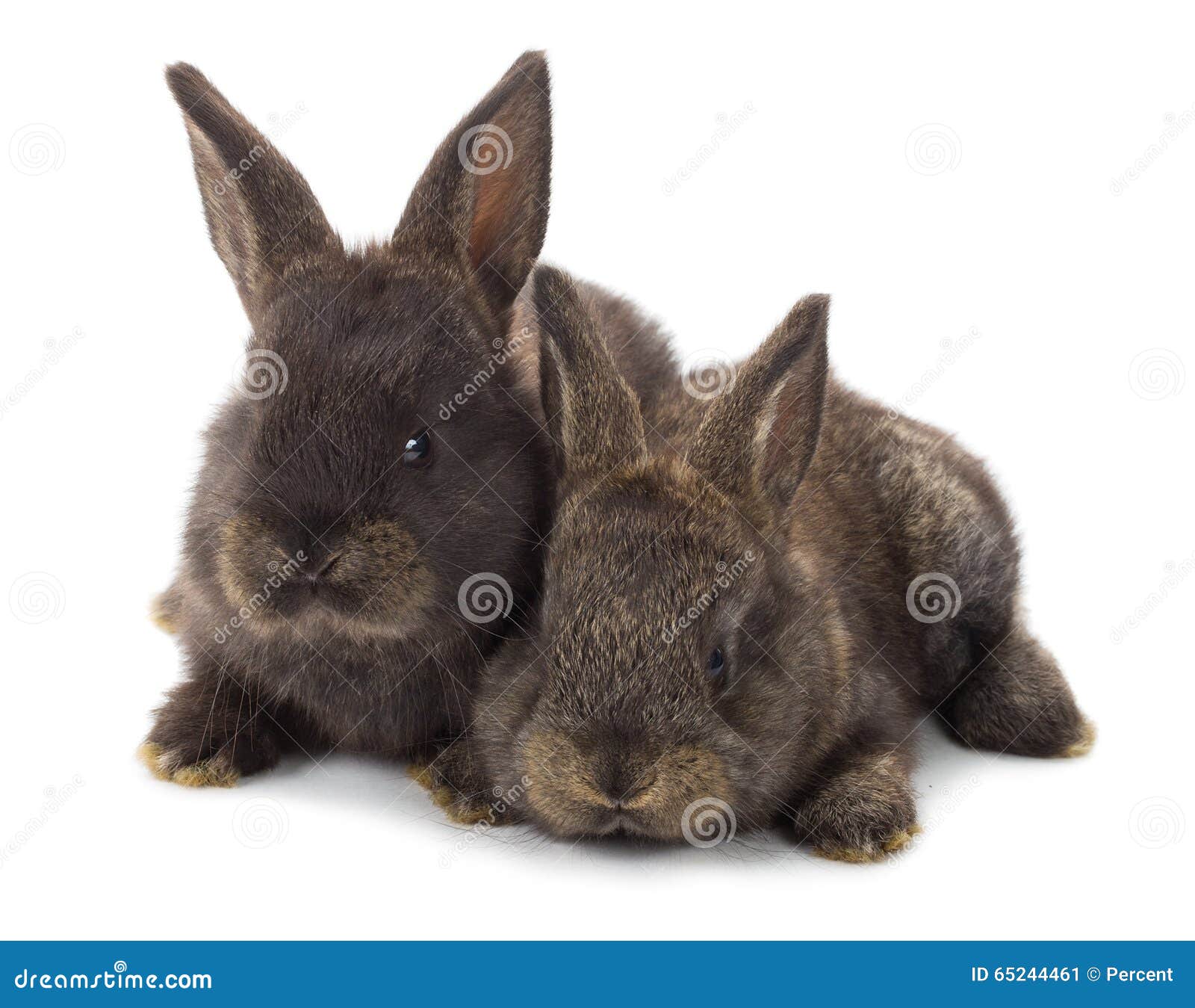 Two black rabbits stock image. Image of looking, softness - 65244461