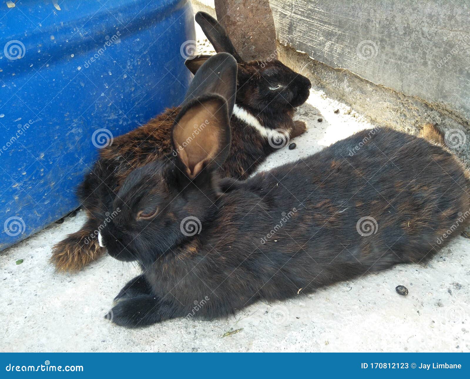 The two black rabbits stock image. Image of start, turned - 170812123