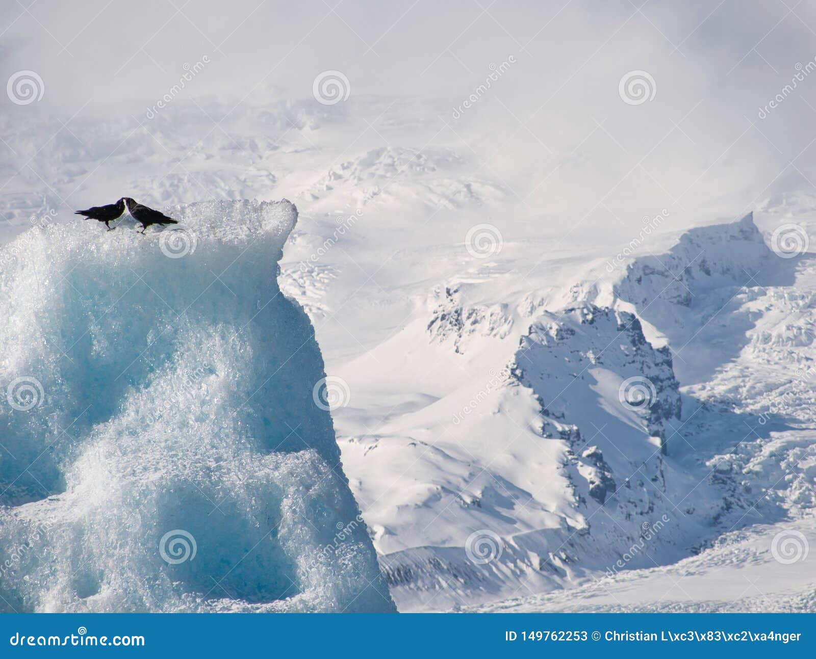 Two Black Ravens on an Ice Floe in Iceland Stock Image - Image of ...