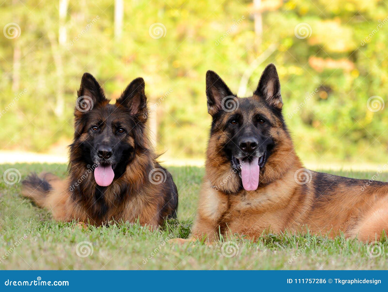 Two German Shepherds on the Green Grass Stock Photo - Image of adorable ...