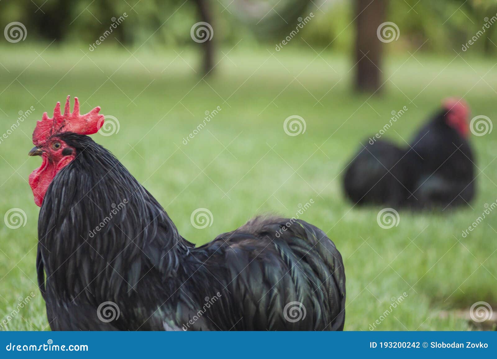 Two Black Roosters Standing in the Grass Stock Photo - Image of black ...
