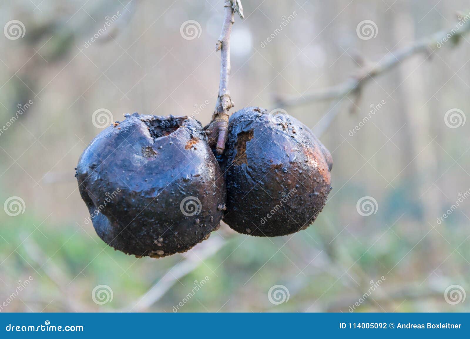 Two Black Rotted Apple on Winter Tree Stock Photo - Image of color ...