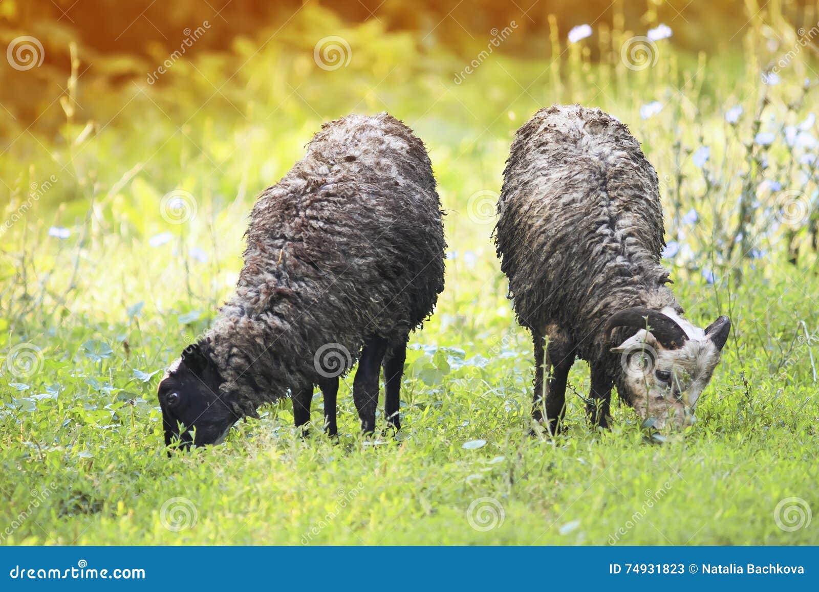 Two Black Sheep Graze the Green Grass Stock Image - Image of together ...
