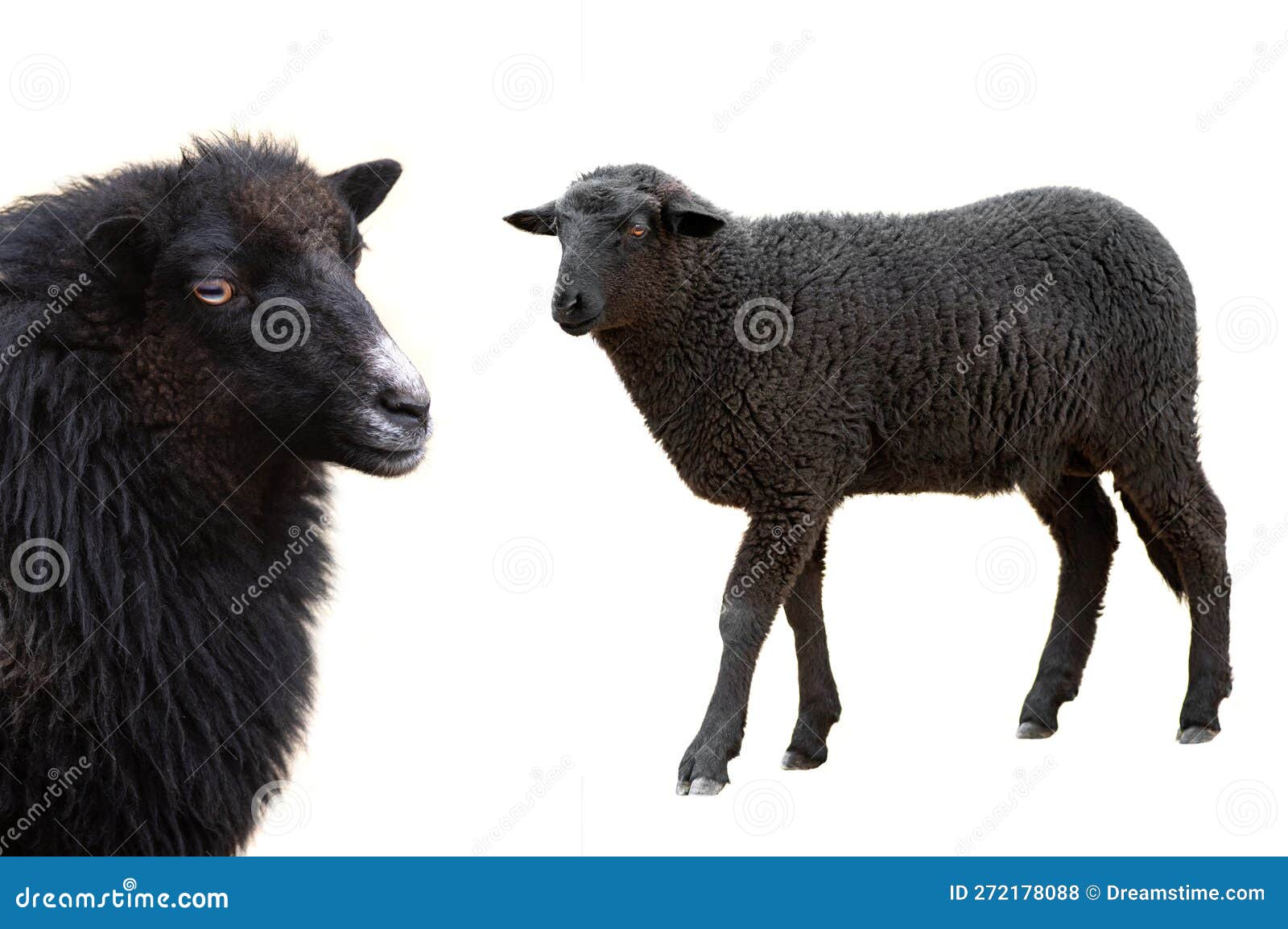 Two Black Sheep Isolated on White Background Stock Photo - Image of ...