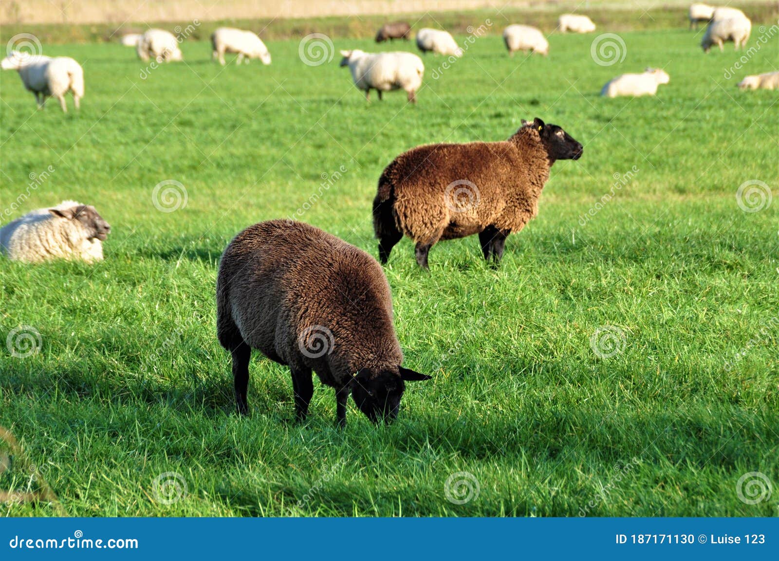 Two Black Sheep between Several White Ones Stock Photo - Image of black ...