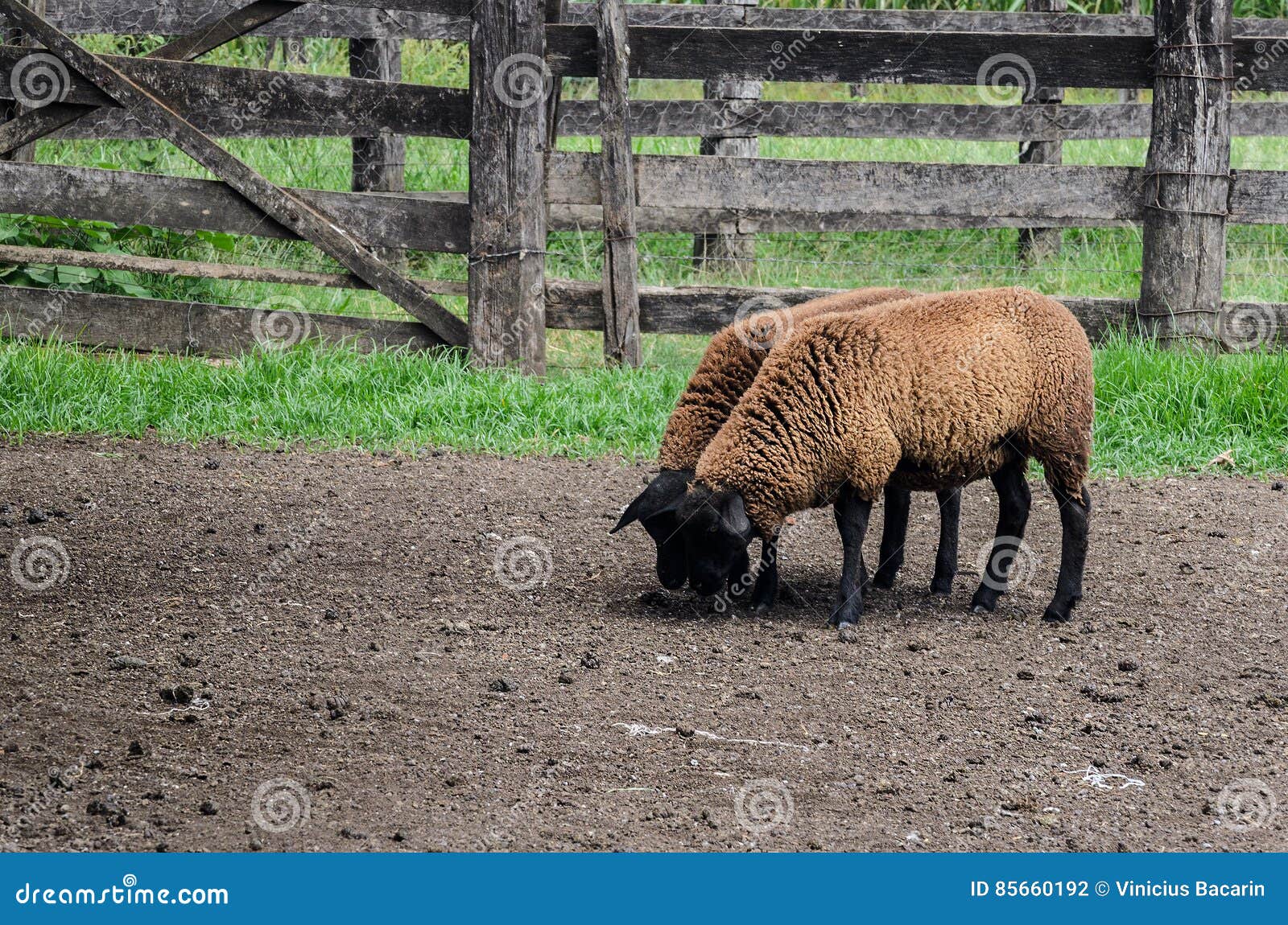 Two Black Sheeps Walking through the Farmyard Stock Photo - Image of ...