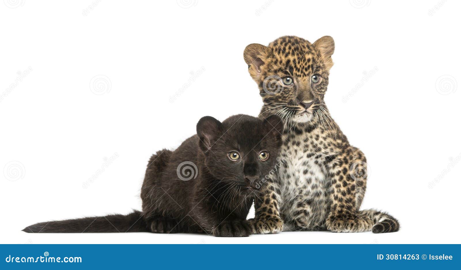Black Leopard Cubs