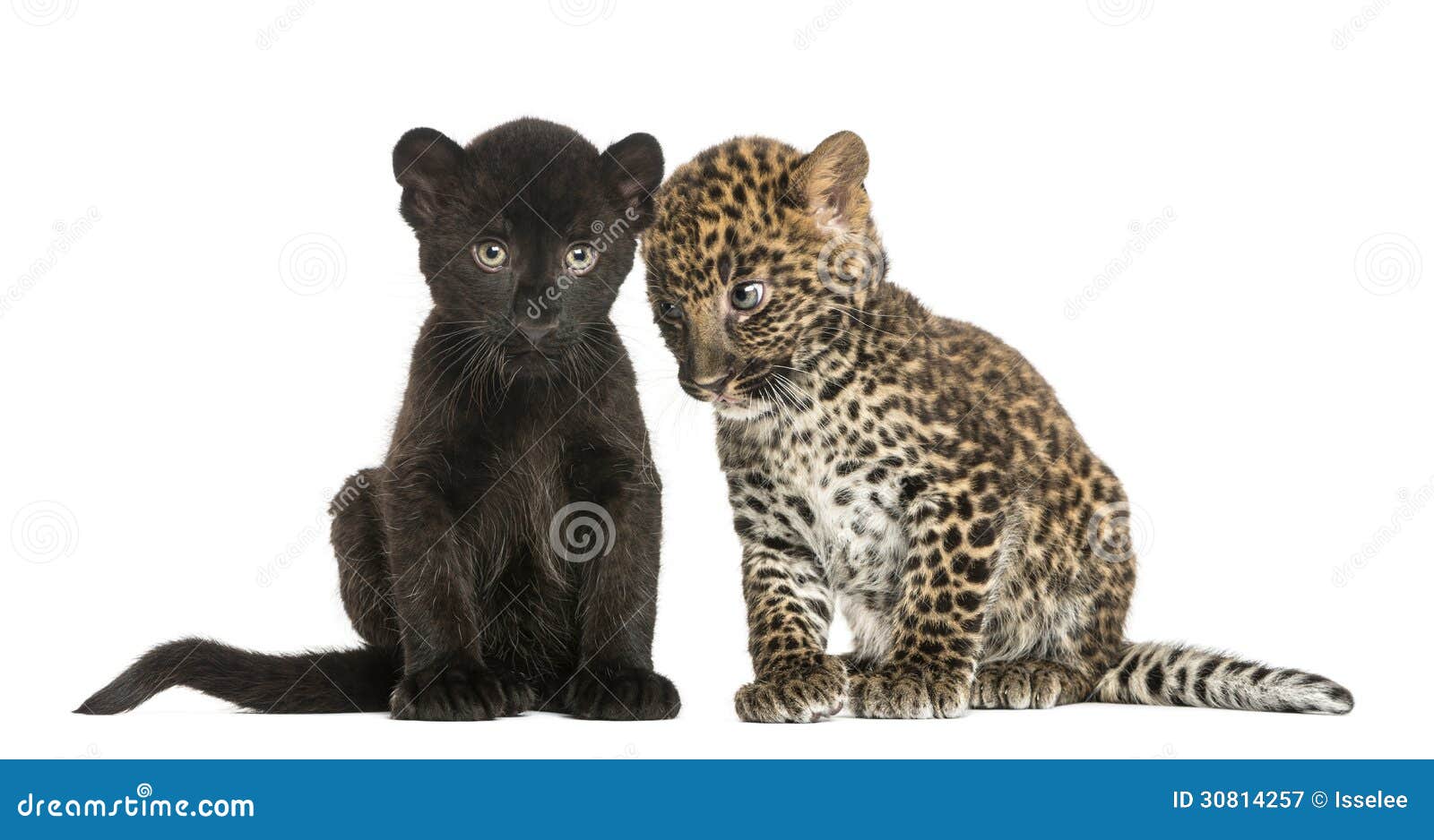 Two Black and Spotted Leopard Cubs, 3 and 7 Weeks Old Stock Image ...