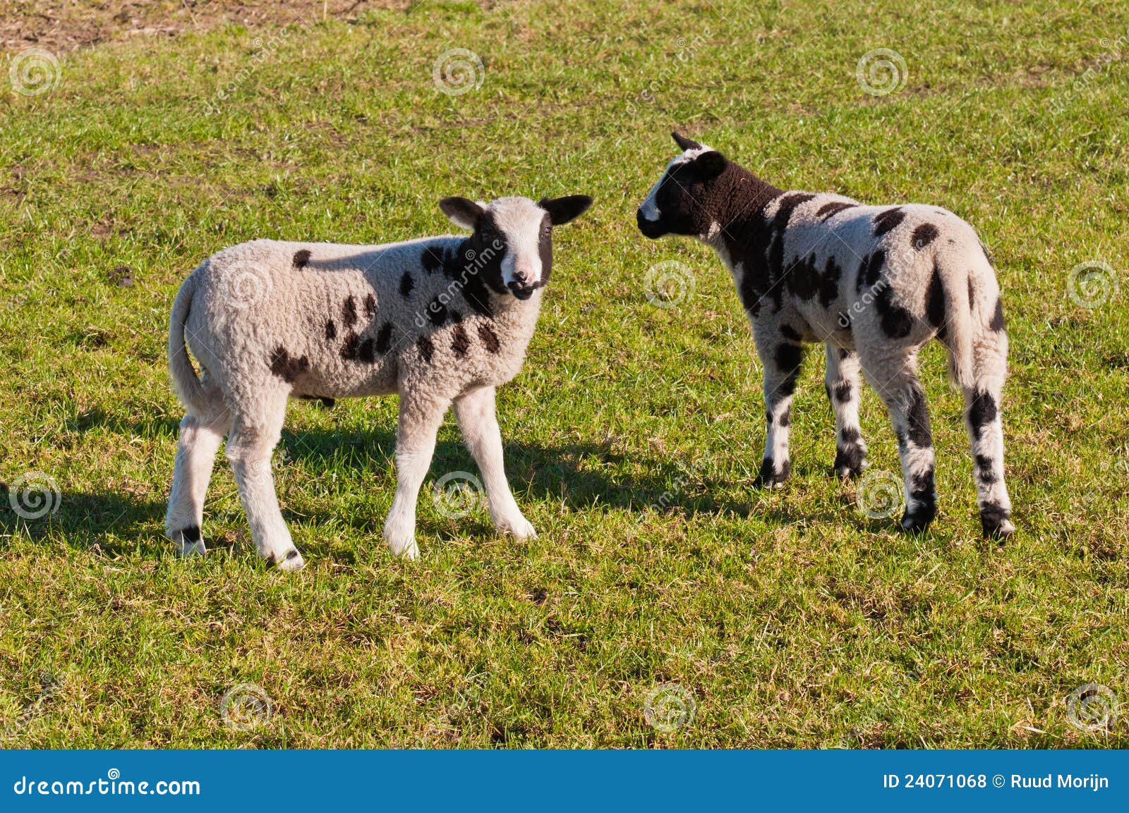 Two Little Lambs In The Field Stock Image | CartoonDealer.com #11282887