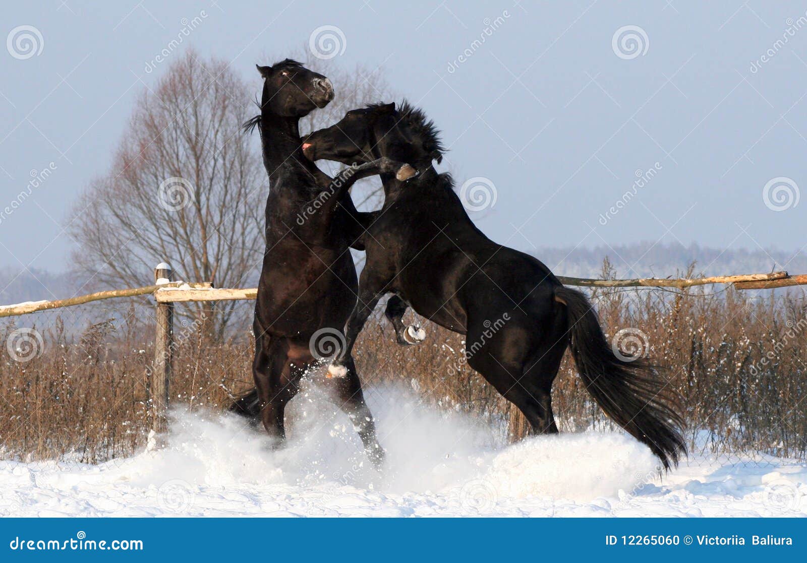 Two black stallion stock photo. Image of horses, animals - 12265060