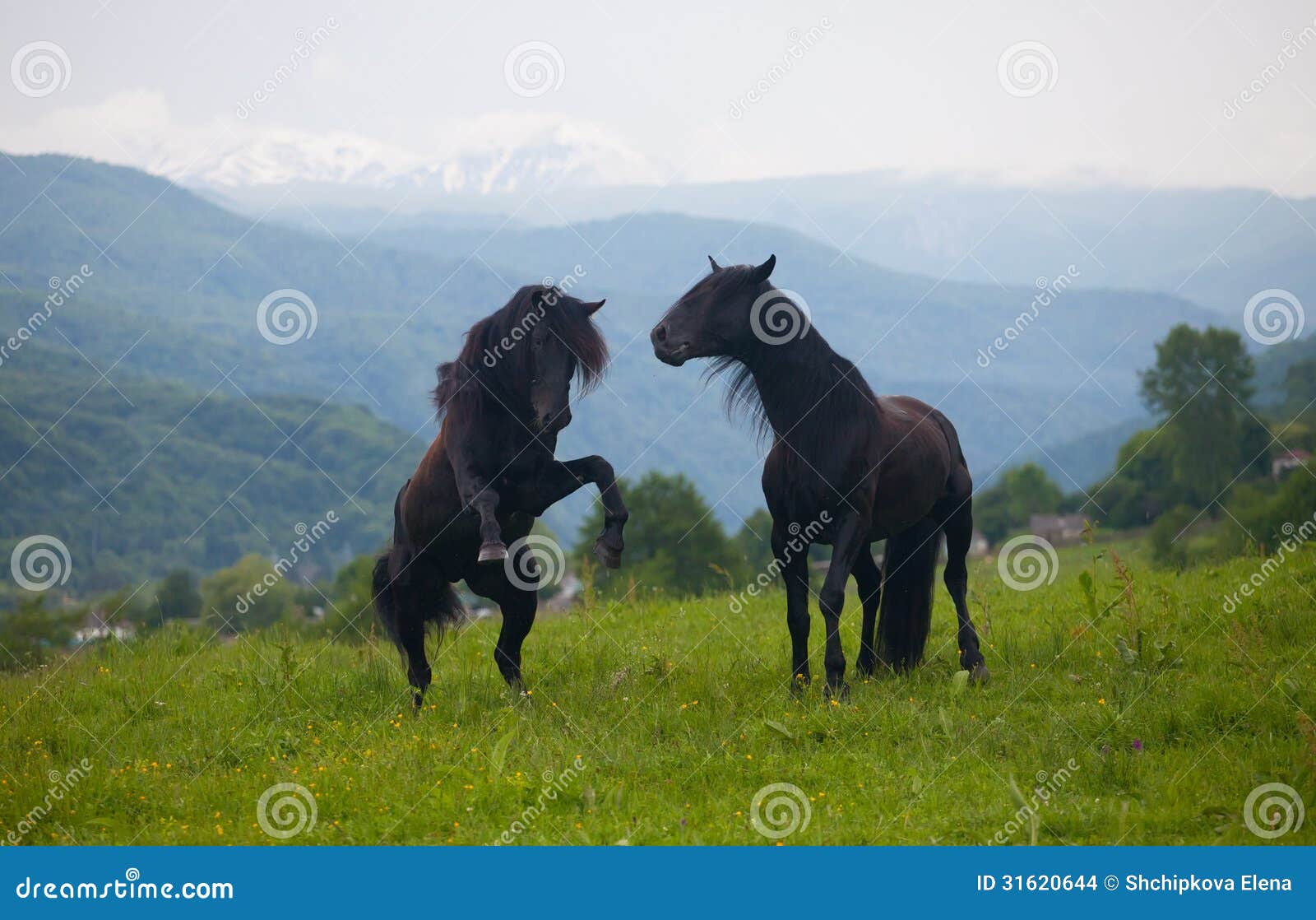 Two black stallions stock photo. Image of nature, pasture - 31620644