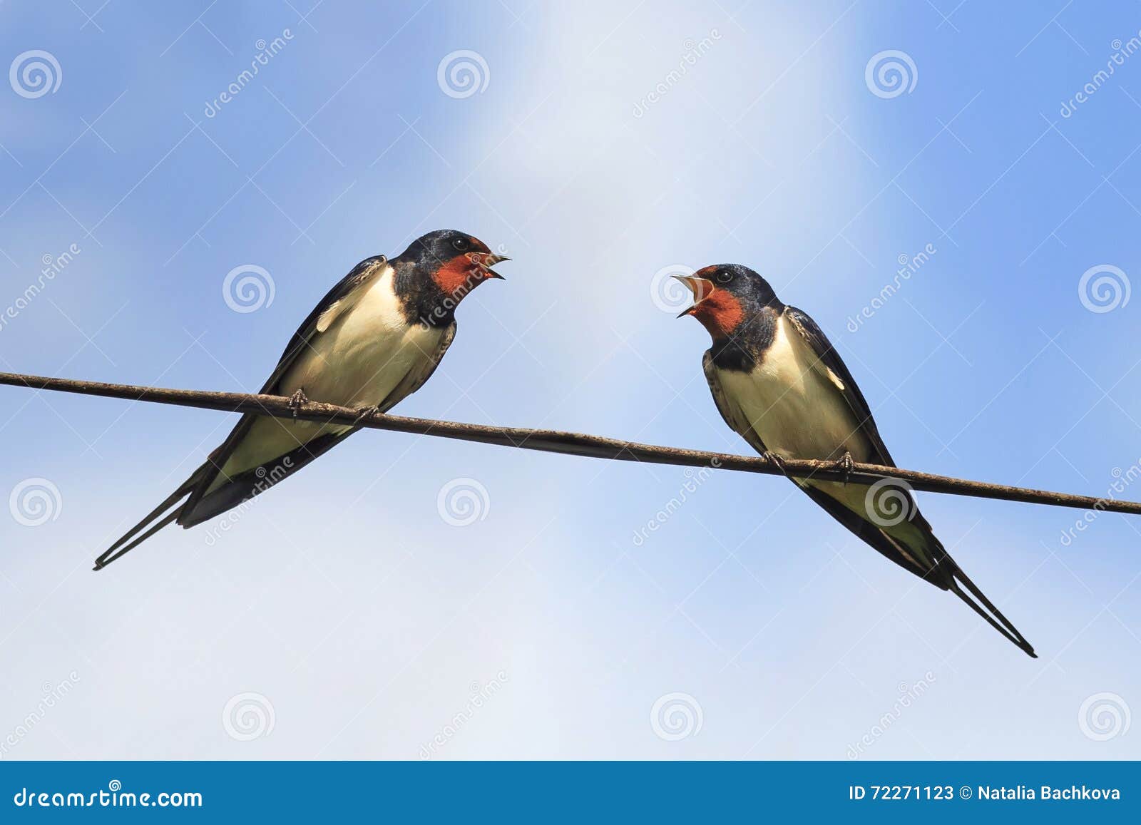 Two Black Swallows Sitting on Wires on Blue Sky Background Stock Image ...