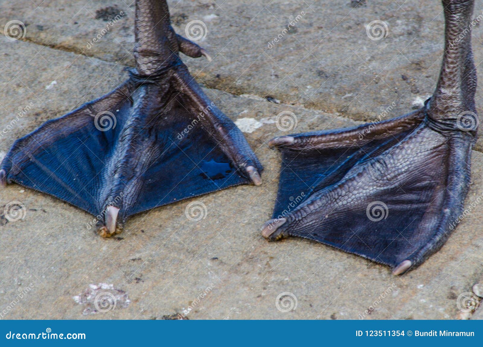 Two black swan foot. stock photo. Image of duck, close - 123511354