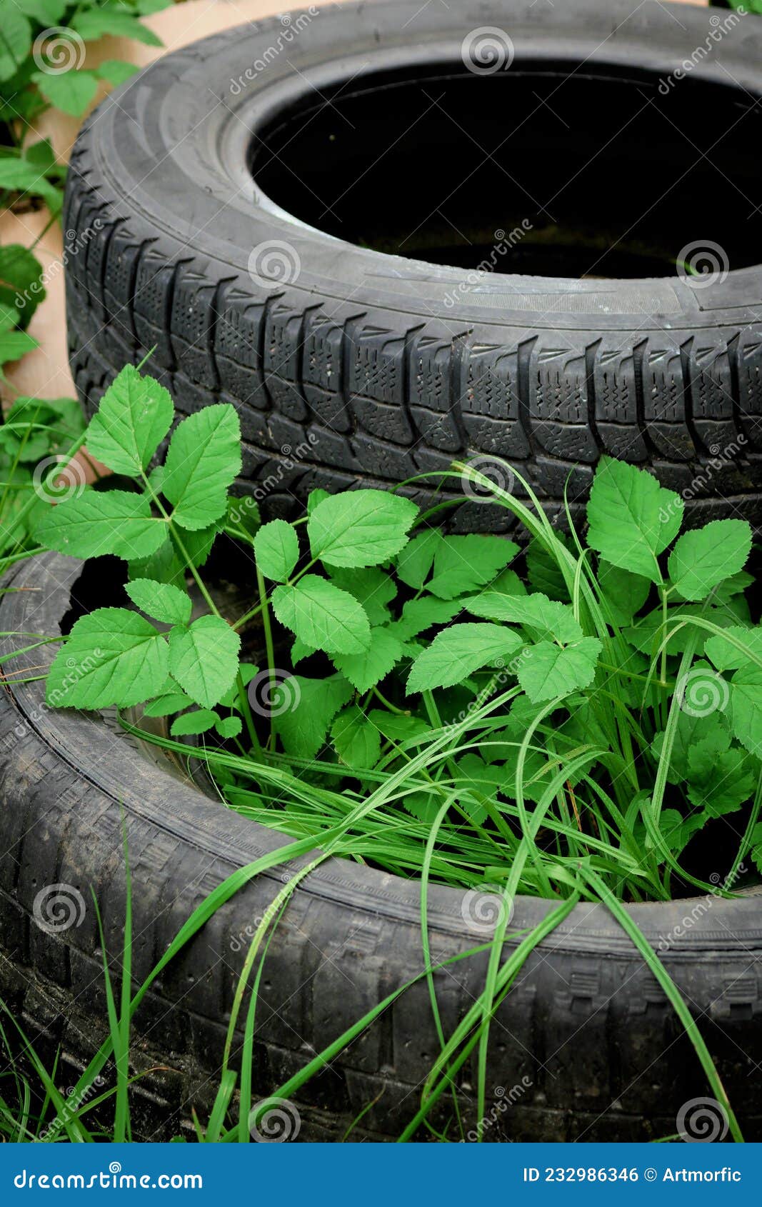 Two Black Tires Left in a Forest with Growing through Grass Stock Photo ...