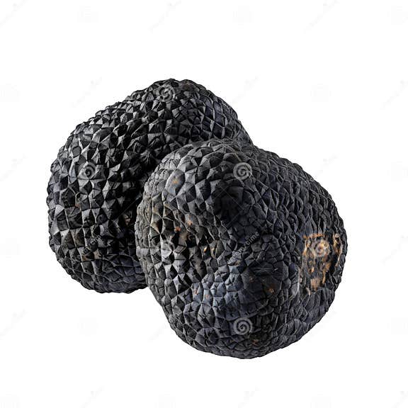 Two Black Truffles, Detailed Surface Texture Stock Illustration ...