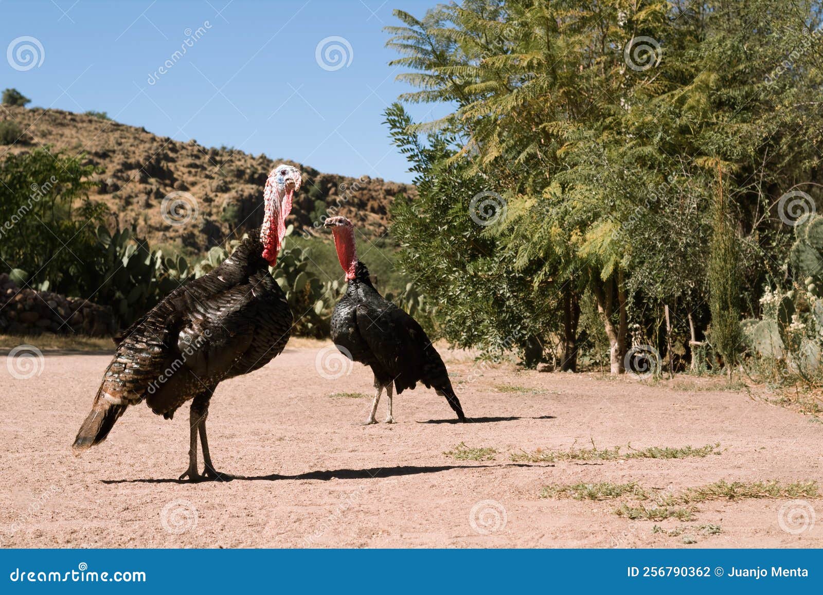 Two Black Turkeys from Mexico with Copyspace on the Right Stock Photo ...