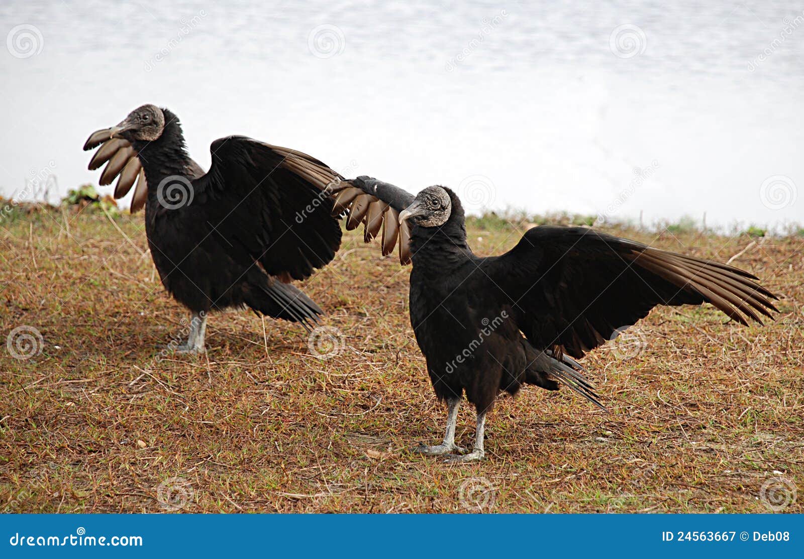 Two Black Vultures stock image. Image of myakka, state - 24563667