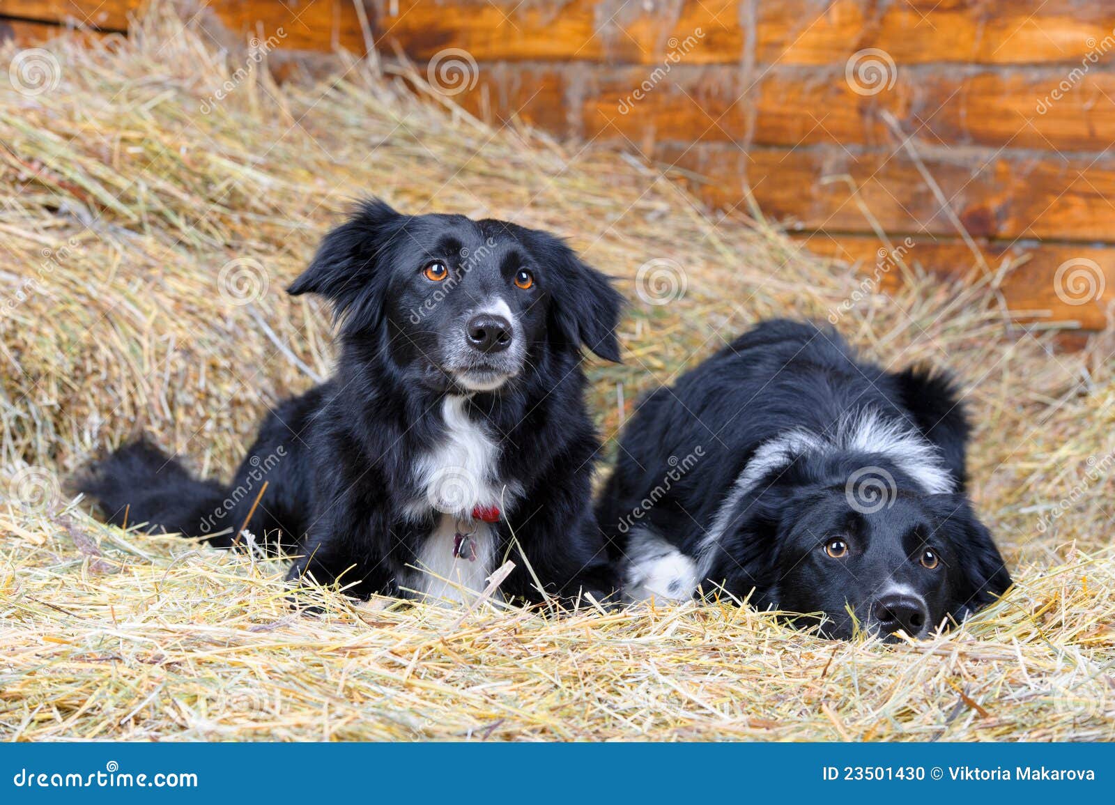 Two Black and White Border Collies on the Hay Stock Photo - Image of ...