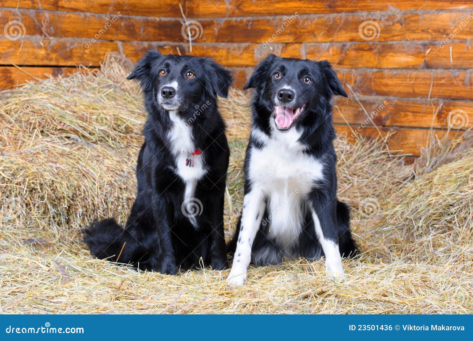 Two Black and White Border Collies on the Hay Stock Photo - Image of ...