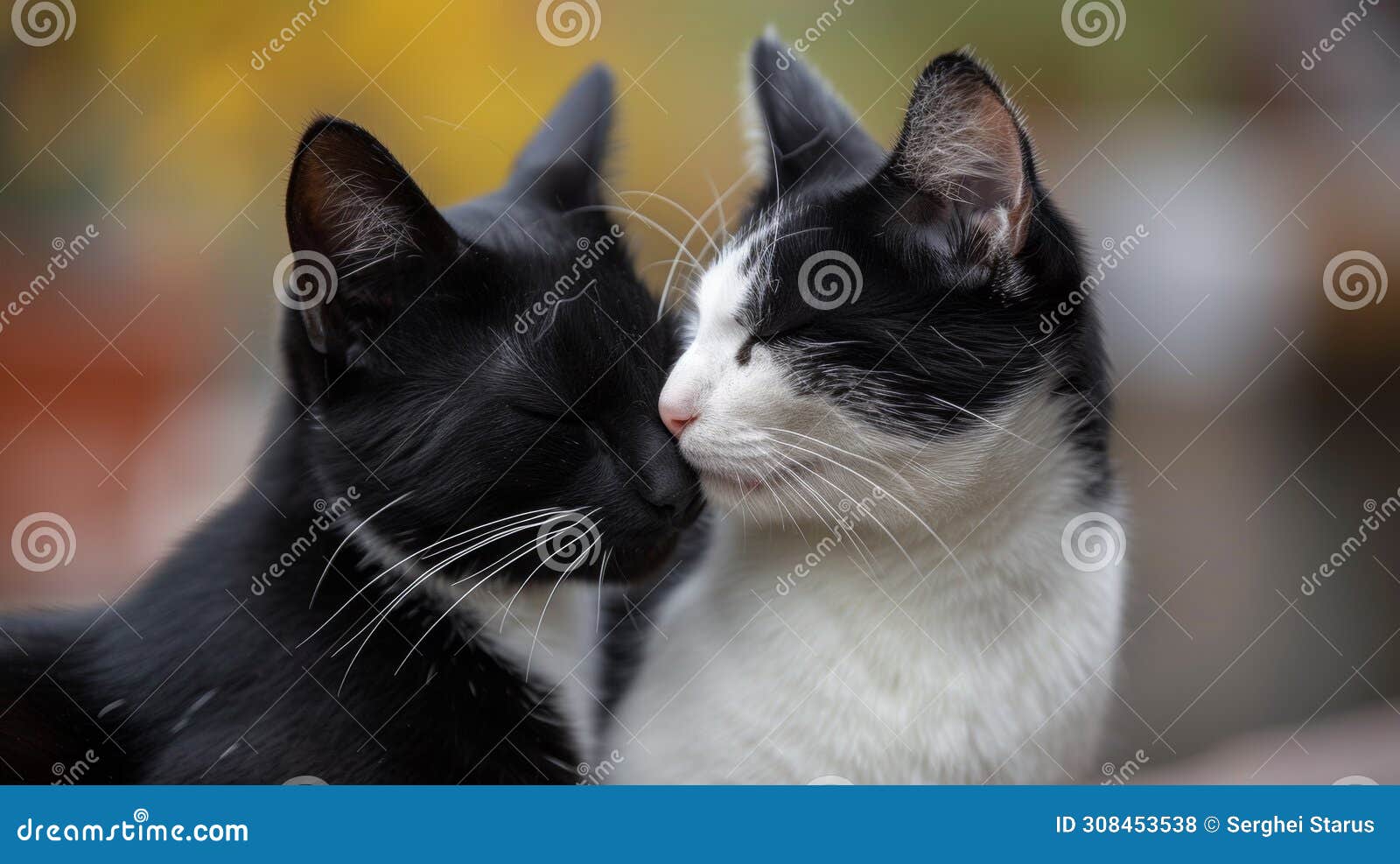 Two Black and White Cats are Touching Noses in a Close Up, AI Stock ...