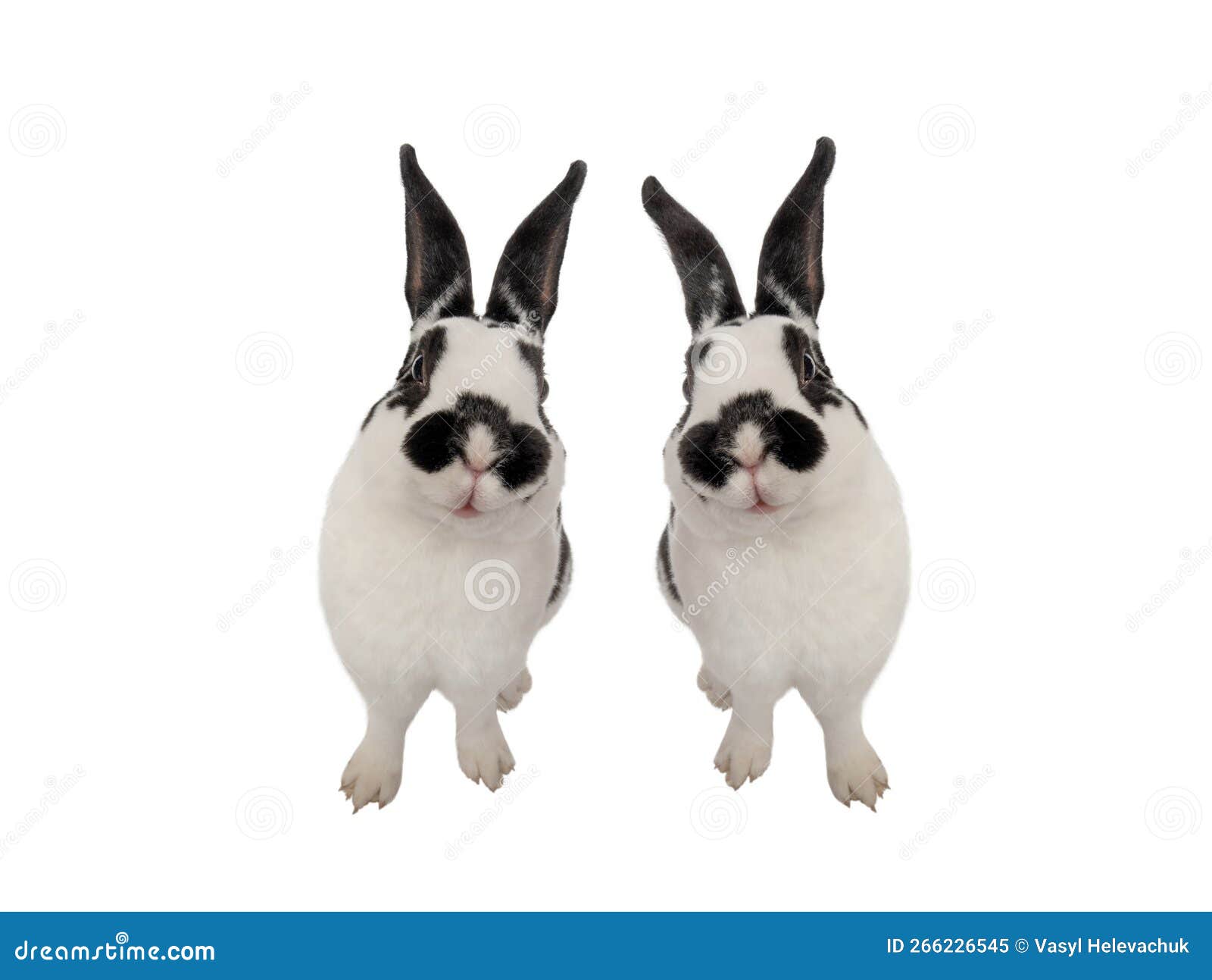 Two Black and White Rabbit on White Stock Image - Image of humor ...