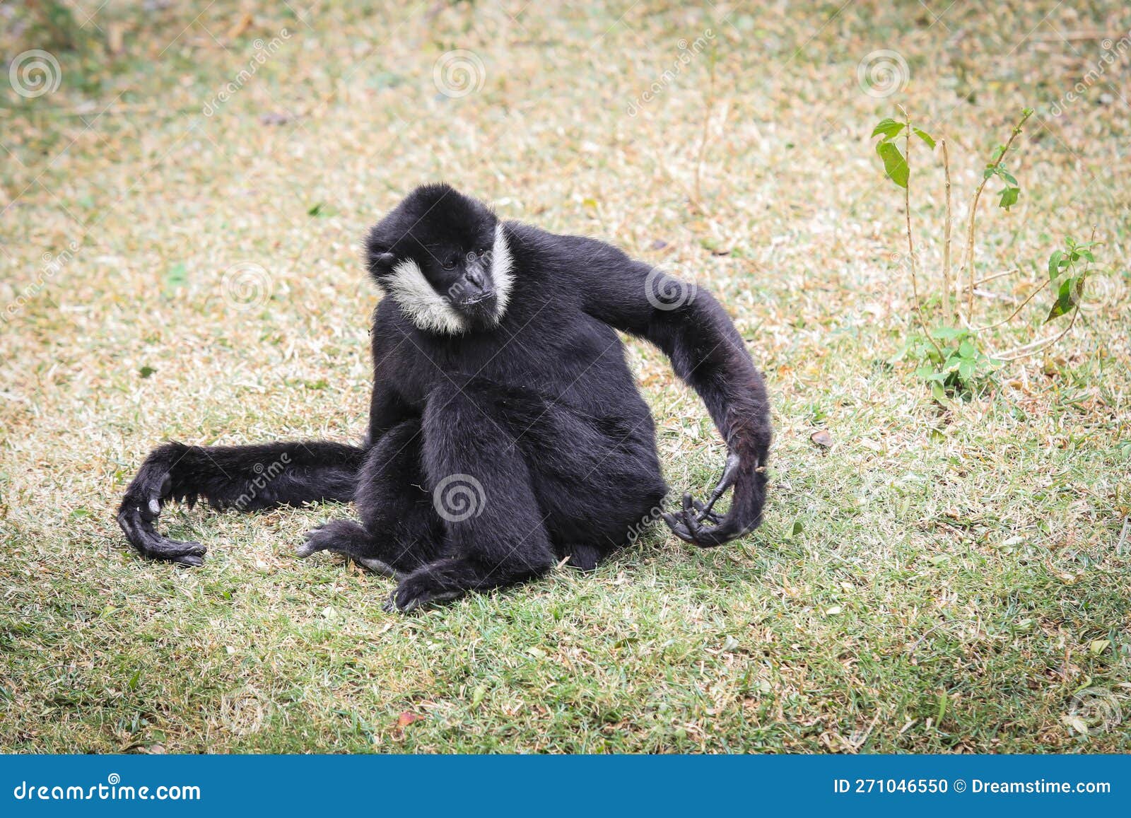 Two Black and White Rare Crested Gibbons in the Rain Forest Stock Photo ...