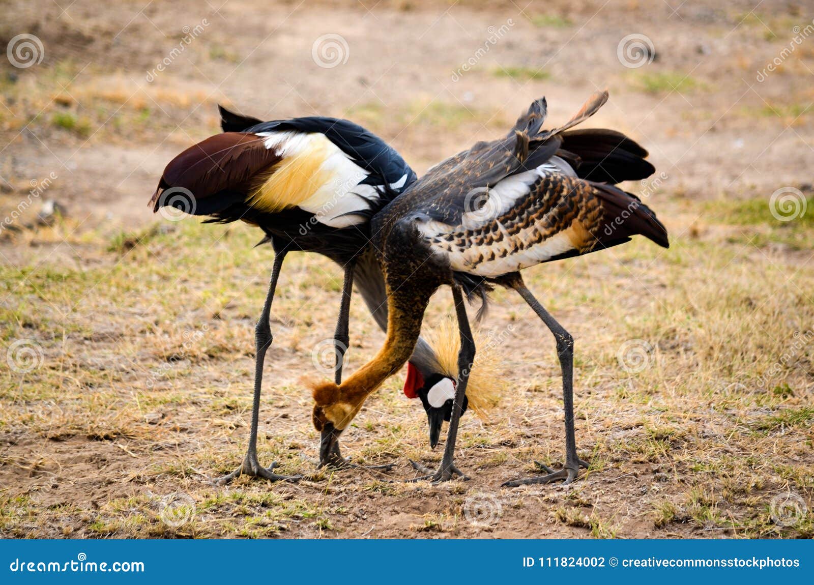 Two Black-white-and-red Birds Picture. Image: 111824002