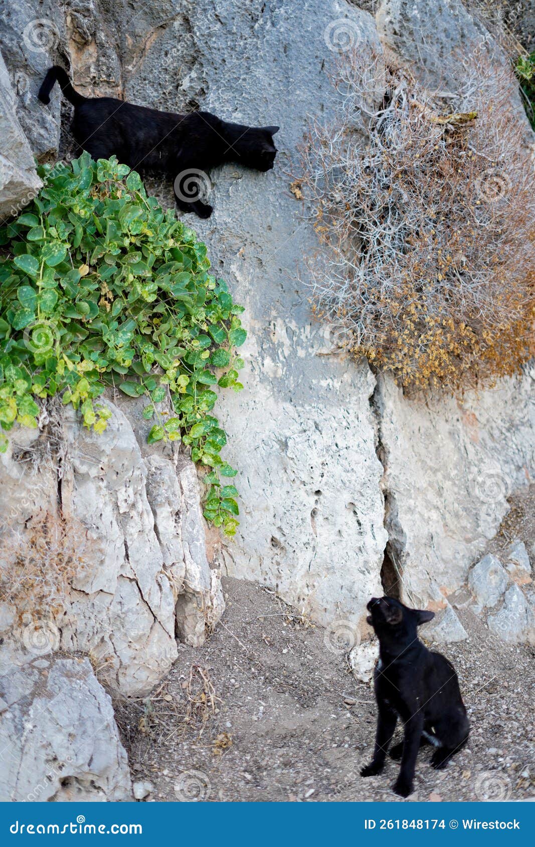 Black Wild Cats on a Cliff, Vertical Shot Stock Photo - Image of growth ...