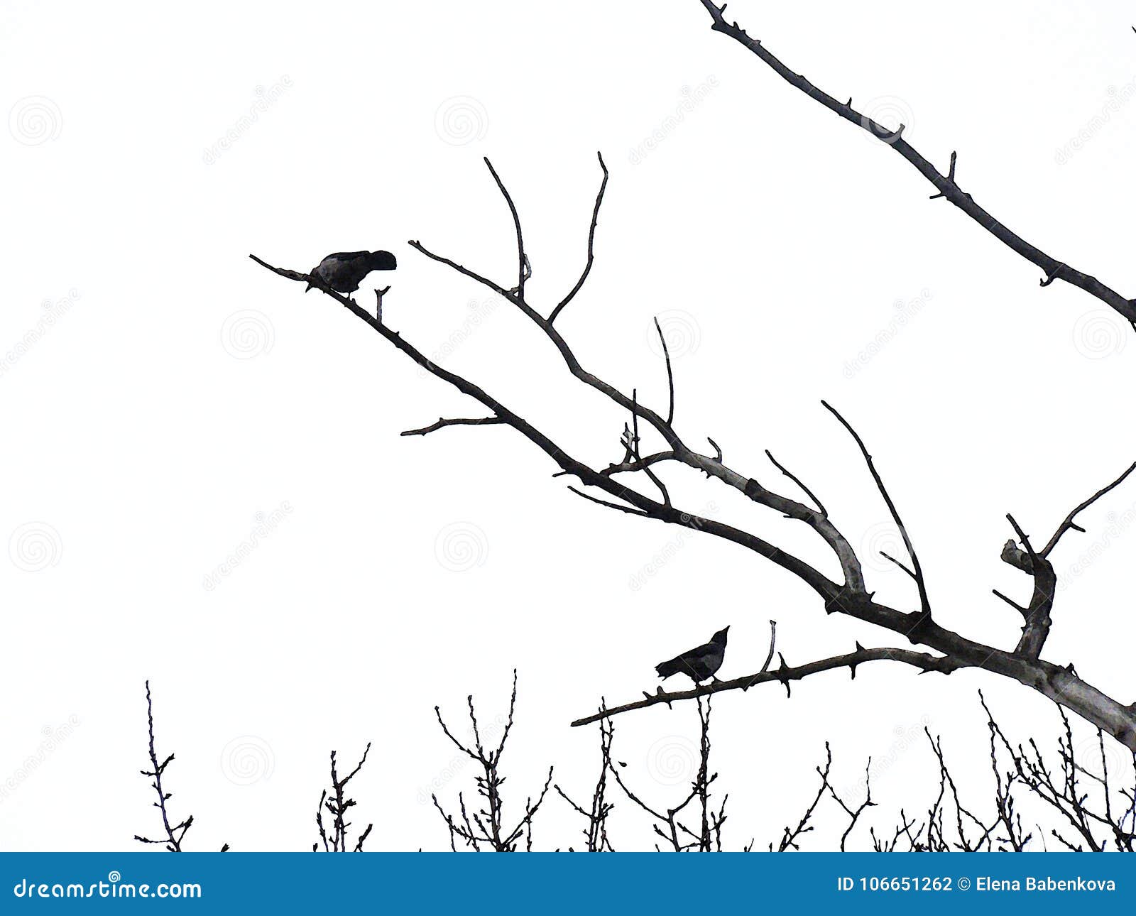 Two Black Winged Crows Sit on Bare Branches of Trees on a White ...