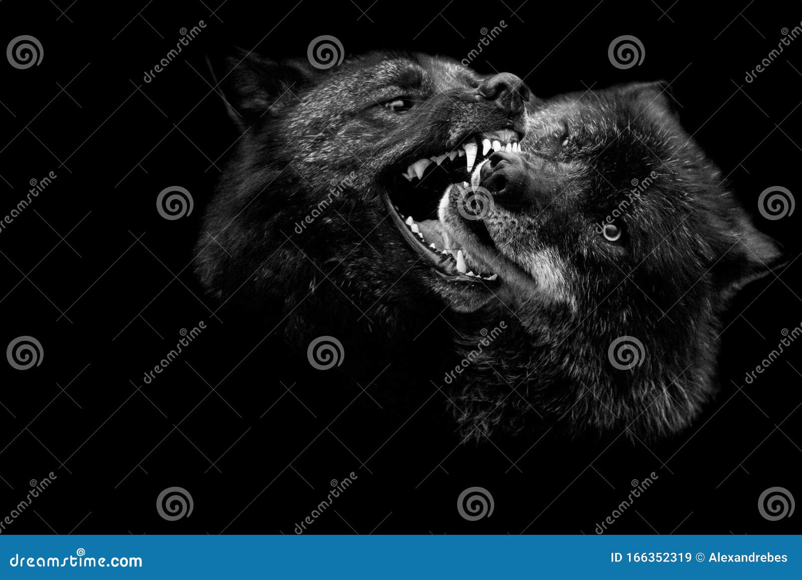 Black Wolf And White Wolf Fighting
