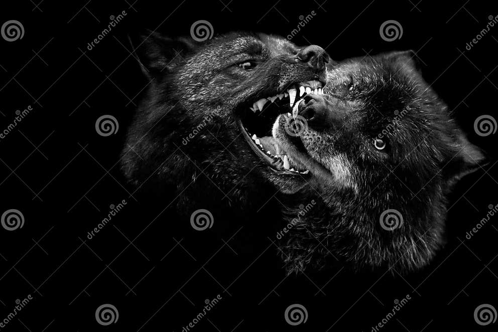 Two Black Wolf Fighting with a Black Background Stock Image - Image of ...