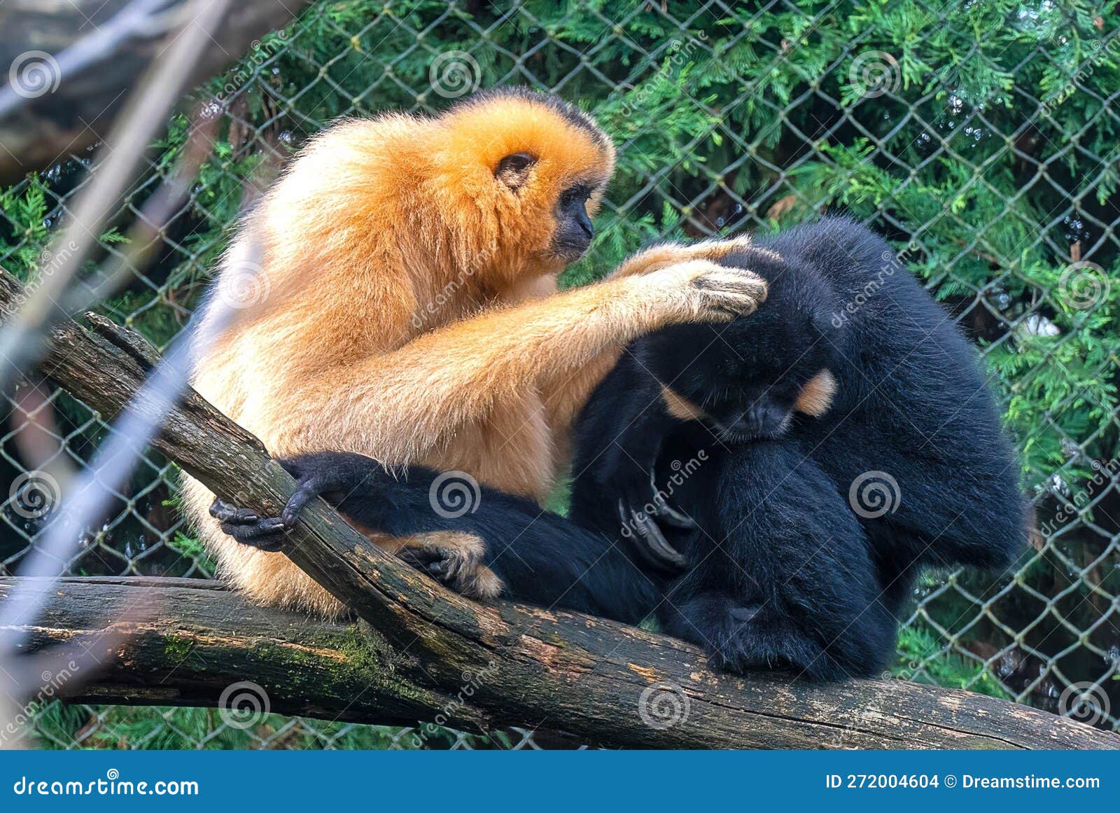 Two Black and Yellow Monkeys Resting Together on a Tree Branch Stock ...