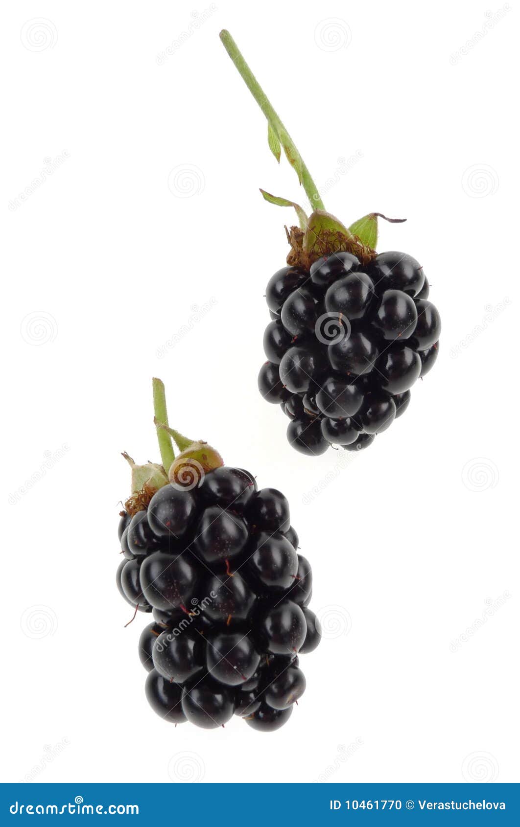 Two blackberries stock photo. Image of crop, small, vegetarian - 10461770
