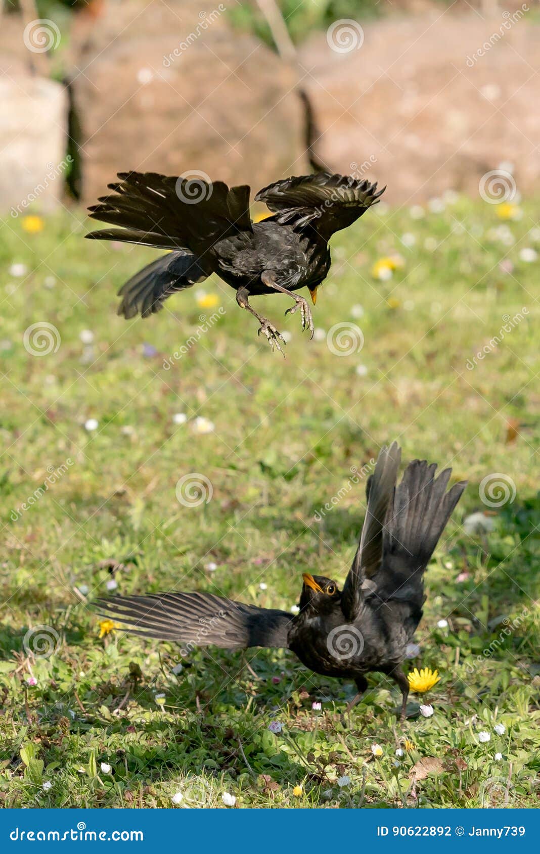 Two blackbirds stock photo. Image of fighting, songbirds - 90622892