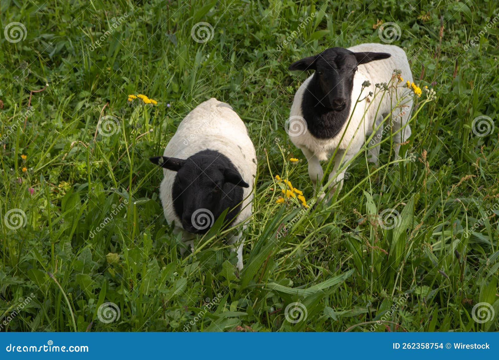 Blackhead Dorper Sheep in the Grass Stock Photo - Image of farm, sheep ...