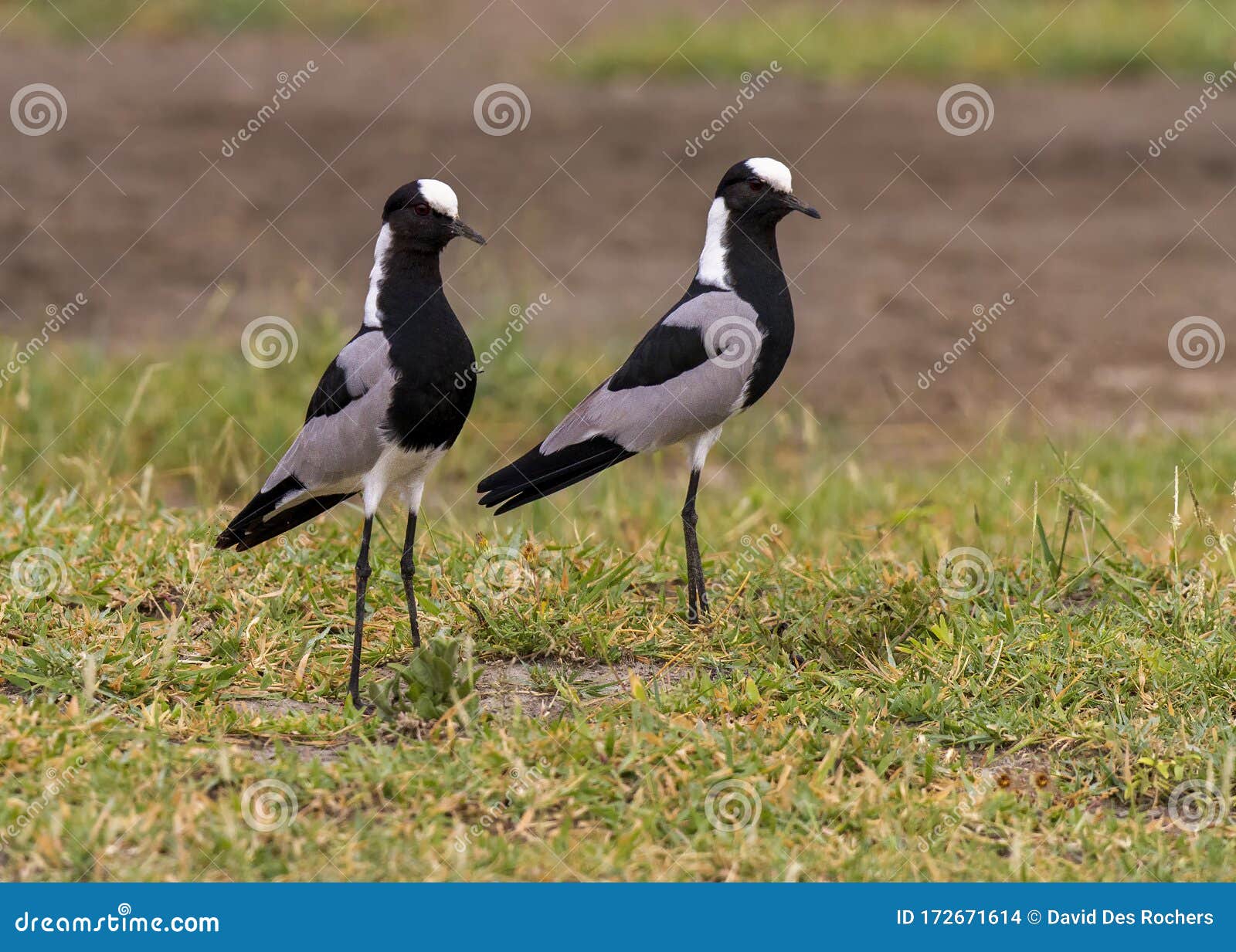 Two Blacksmith Lapwing or Blacksmith Plover Vanellus Armatus Stock ...