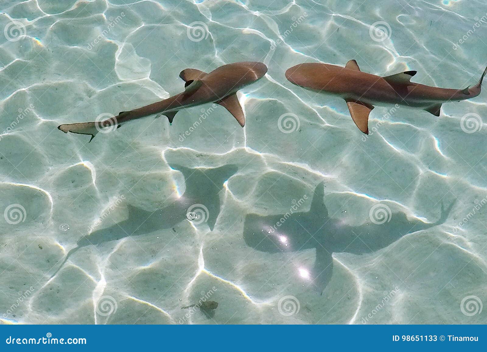 Two Blacktip Sharks in Moorea Lagoon Stock Image - Image of life ...