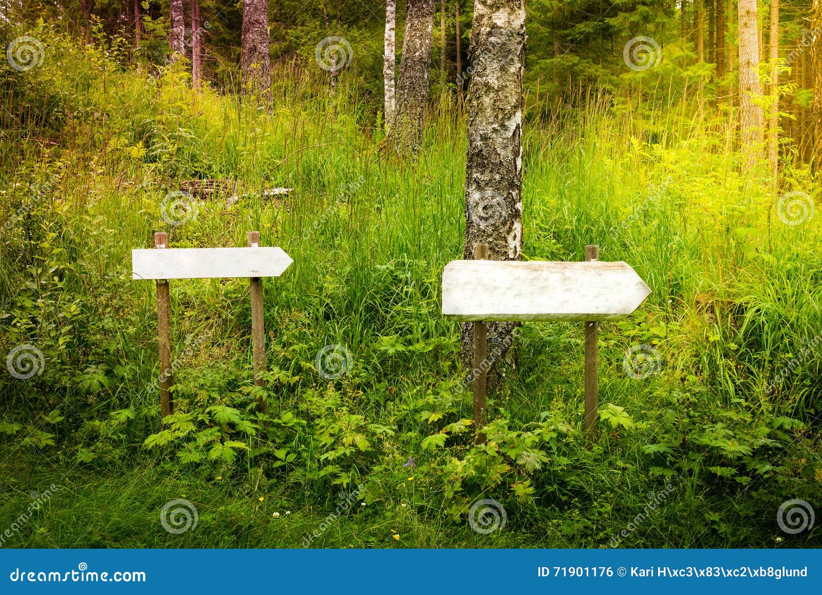 Two Blank Signs in the Forest Stock Photo - Image of people, outdoors ...