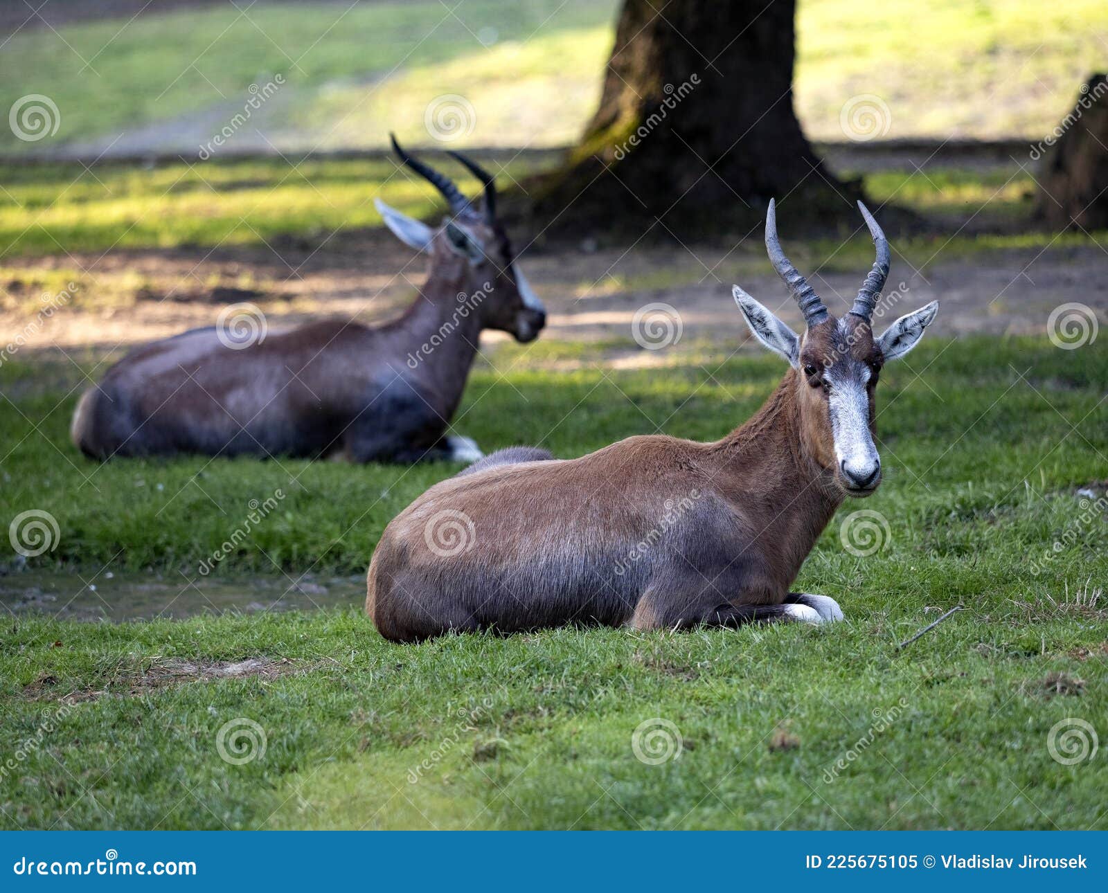 Blessbok, Damaliscus Pygargus Phillips, Lying on the Grass and Rest ...