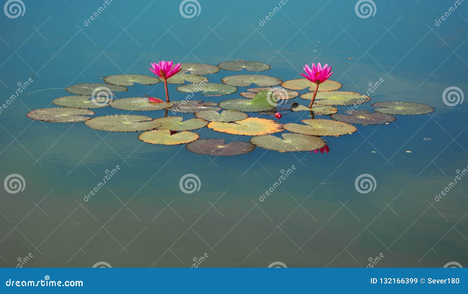 Two Blooming Lotuses on Water Surface of a Pond Stock Image - Image of ...