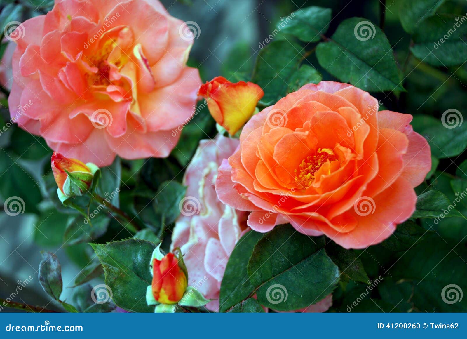 Two Blossoming Orange Roses from the Garden. Stock Photo - Image of ...
